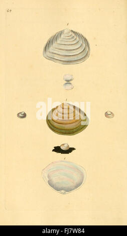 Illustrated work on the classification of mollusks, featuring detailed studies of shell species ...