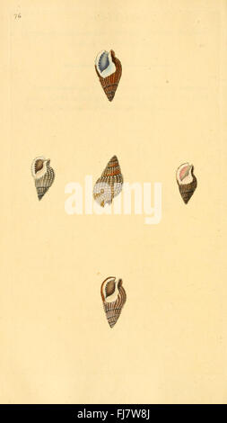 A work documenting the classification of shells, with scientific ...