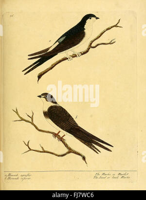 A natural history of birds (Numb. LVI Stock Photo - Alamy