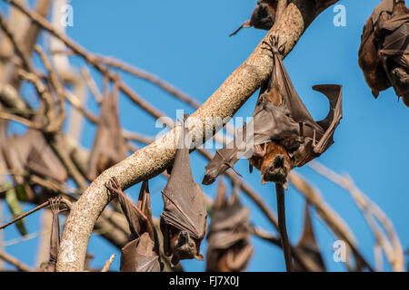 Little Red flying fox carrying her baby roosting and grooming within ...