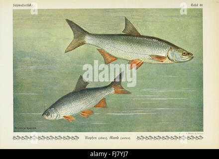 A study on freshwater fish species, focusing on their identification ...