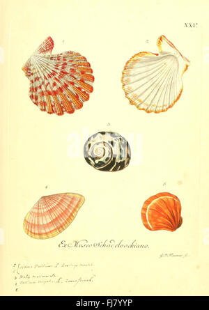 A visual and philosophical work on the pleasures of the eye and mind ...