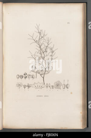 A world voyage, with a focus on the botanical discoveries made during ...