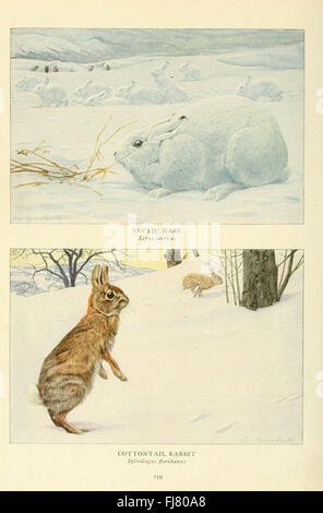Field book of North American mammals 1928. North America Woods Hole ...