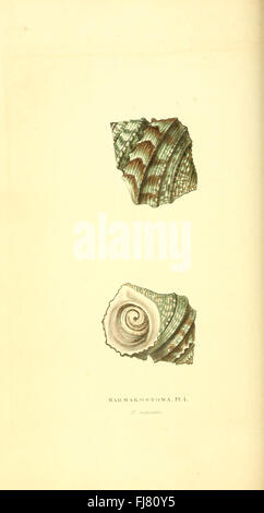 Zoological Illustrations, Birds, Mollusks, Insects, Smithsonian ...