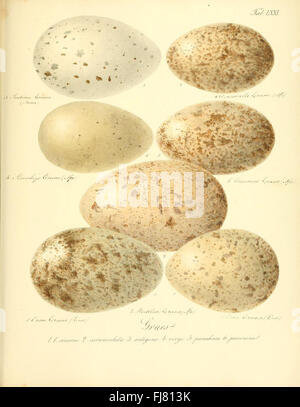 A study of bird reproduction, with illustrations and detailed ...