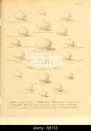 Birds, Eggs, Pictorial works, Reproduction Stock Photo - Alamy