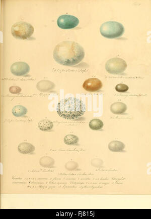 An illustration depicting the reproduction history of various bird ...