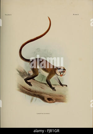 A review of the primates, Primates Smithsonian Institution Libraries ...