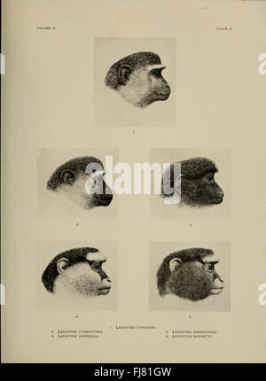 An overview of primate species, Smithsonian Institution Libraries Stock ...