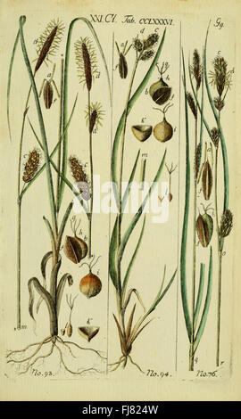 Botanical illustration and description of various plants in the ...