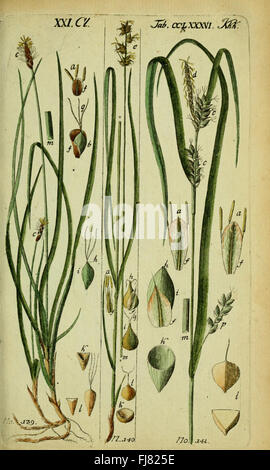 An illustration of Cyperaceae (sedge family) from 'De Flora van ...