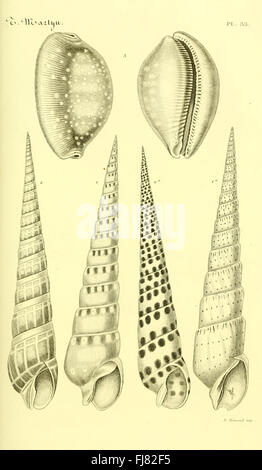 A catalog and illustrated collection of mollusks and shells, housed in ...