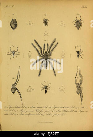 A contribution to the knowledge of arachnids in the Indian Archipelago ...