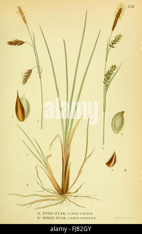An illustration from 'Billeder af Nordens Flora,' depicting plants from ...