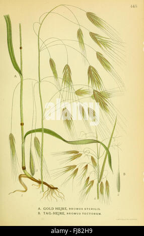 An illustration from 'Billeder af Nordens Flora' depicting plant ...