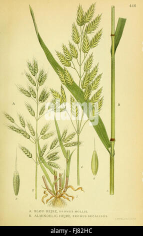 An illustrated work depicting the flora of Northern Europe, including ...