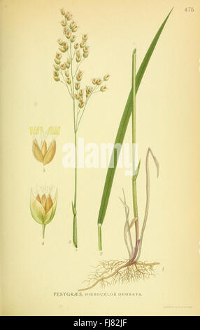 The Illustrations of Nordic Flora from Finland, housed in the Mertz ...