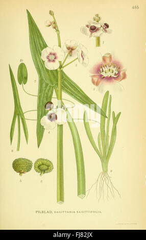 A detailed botanical illustration from 'Billeder af Nordens Flora ...