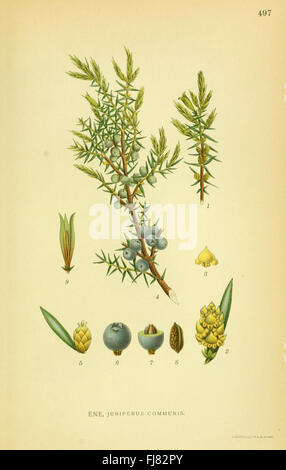 A pictorial botanical work documenting Scandinavian plant species, with ...