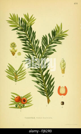 The Illustrations of Nordic Flora from Finland, housed in the Mertz ...