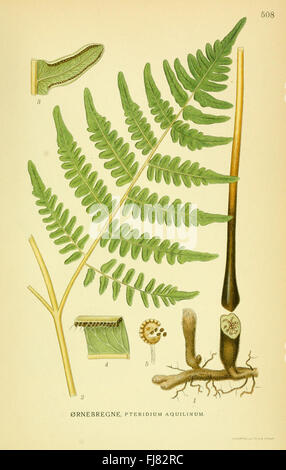 The Illustrations of Nordic Flora from Finland, housed in the Mertz ...