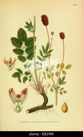 A detailed illustration from 'Billeder af nordens flora', focusing on ...