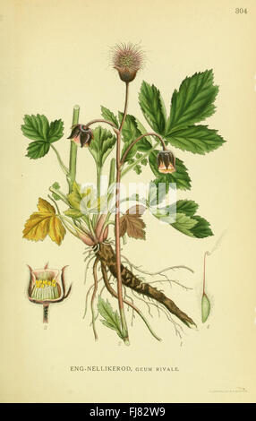 Botanical illustration from 'Billeder af nordens flora,' showcasing ...