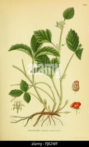 A depiction of the flora of Scandinavia, focusing on plants native to ...