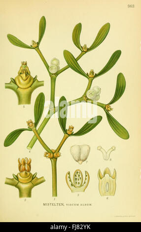 The Illustrations of Nordic Flora from Finland, housed in the Mertz ...