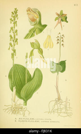 Illustration from 'Billeder af Nordens Flora' depicting plant species ...