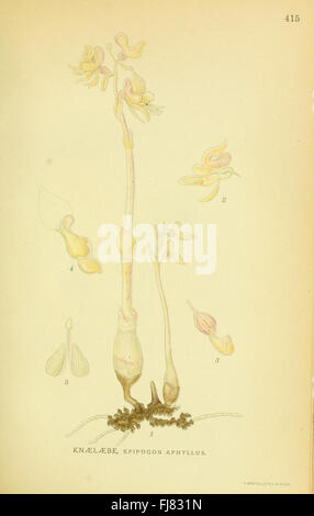 An illustrated work depicting the flora of Northern Europe, including ...