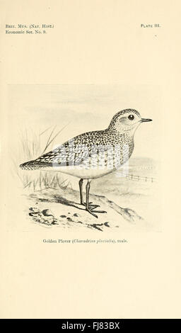 Birds beneficial to agriculture, Birds, Harvard University, MCZ, Ernst ...