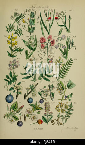 A botanical illustration of British wildflowers, showcasing native ...
