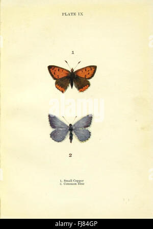 Plate IX illustrating various species of canids including dogs, jackals ...