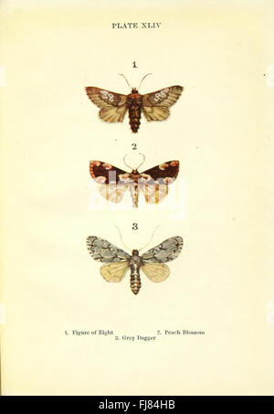 An illustrated study of various butterfly and moth species, documenting ...