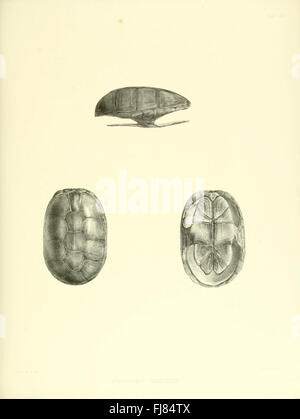 . Catalogue of the lizards in the British Museum (Natural History) 2d ...