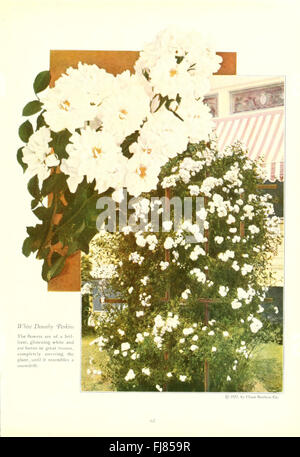 An illustrated catalog from 'Chase fruit and flowers in natural colors ...