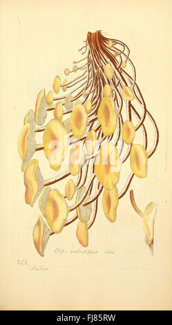 A detailed illustration from 'Coloured figures of English fungi ...