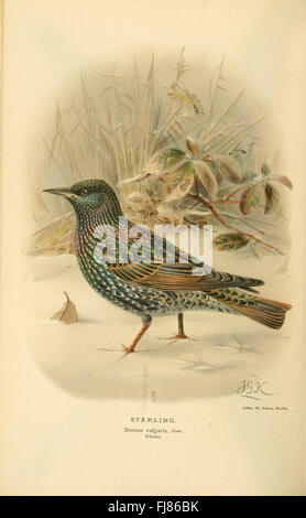An illustrated work by Lord Lilford featuring detailed depictions of ...