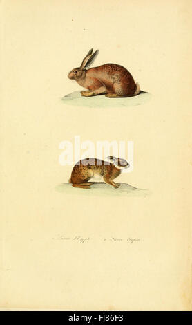 Compléments de Buffon, focusing on the natural history of birds and ...