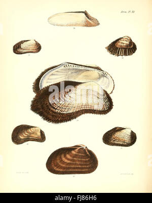 An iconic work illustrating the shells of mollusks, focusing on the ...