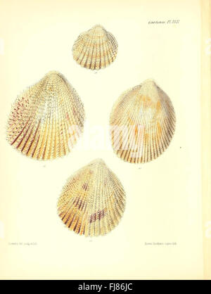 An illustrated work on mollusk shells, specifically focusing on the ...