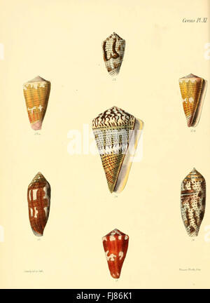 Illustrations of Mollusks, Shells of Conus Species, Conchologia Iconica ...