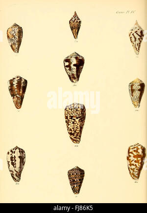 An iconic work of mollusk shell illustrations, focusing on the genus ...