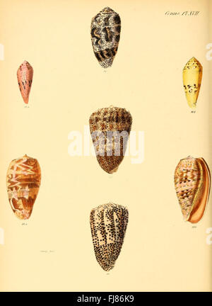 Illustrations of Mollusks, Shells of Conus Species, Conchologia Iconica ...