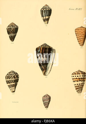 Conchologia Iconica, showcasing detailed illustrations of mollusk ...