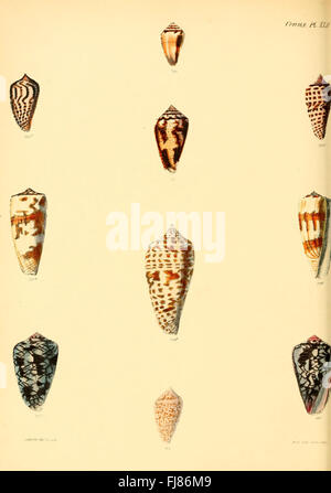 A detailed pictorial work illustrating the shells of molluscs ...