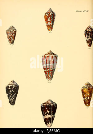 Illustration from *Conchologia Iconica*, featuring detailed depictions ...