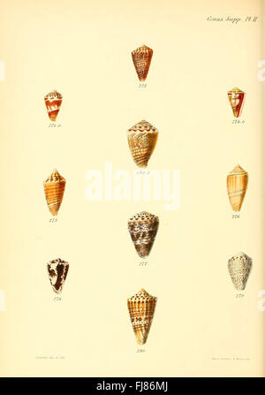 Illustrations of Mollusks, Shells of Conus Species, Conchologia Iconica ...